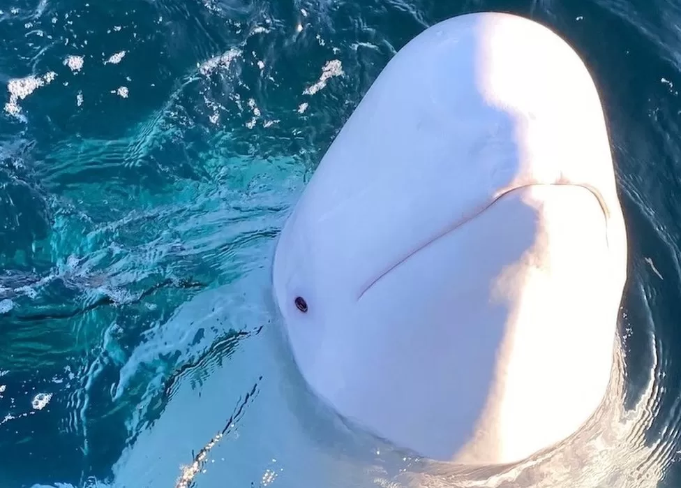 Alleged Russian Spy Whale Spotted Off Swedish Coast - ThePenPK
