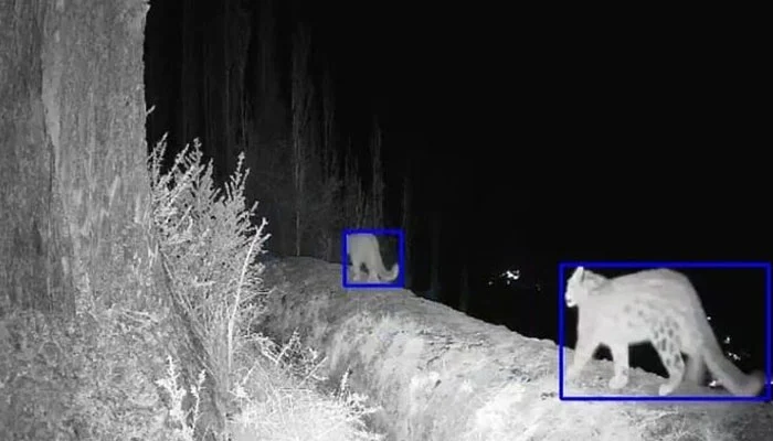 AI-Based Camera Traps Reduce Snow Leopard Attacks on Livestock - ThePenPK