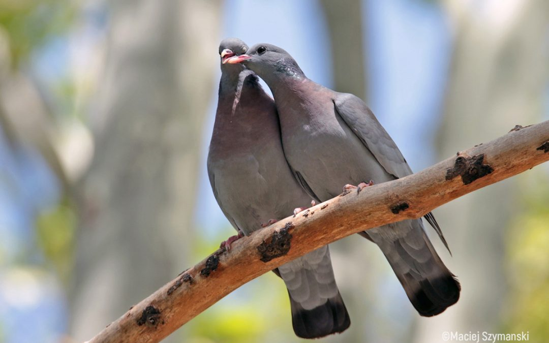 From Nest to Show: Rare Pigeon Breeding - ThePenPK