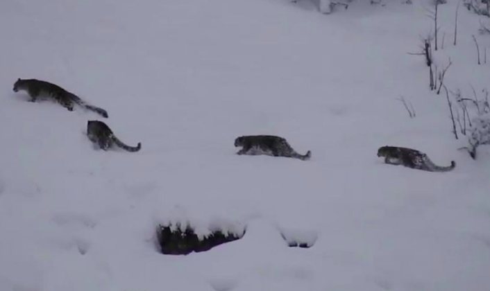 Rare Sight: Four Snow Leopards Spotted in GB - ThePenPK